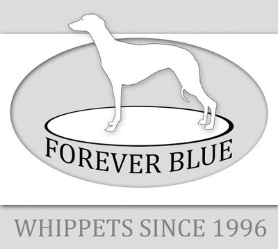 Forever Blue Whippets since 1996 - Galerie
